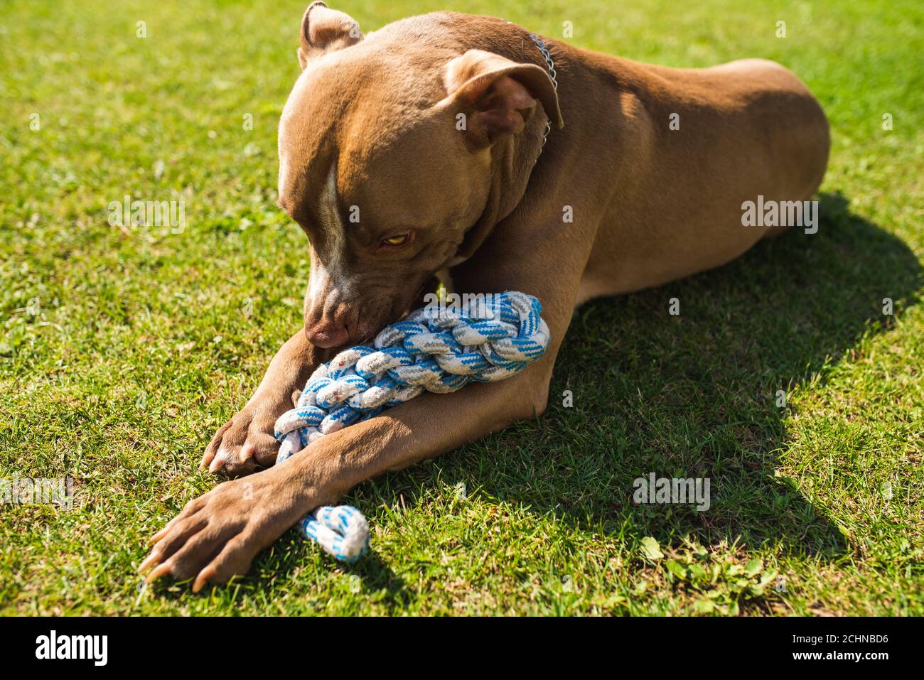 Dog American staffordshire terrier, amstaff. Bites rope toy on green ...