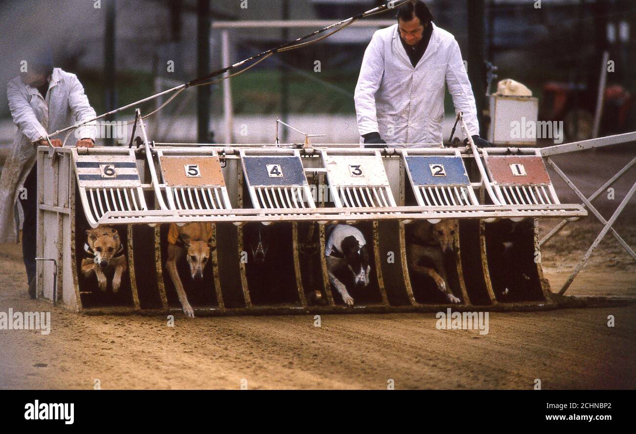 Hackney dog racing stadium hi-res stock photography and images - Alamy
