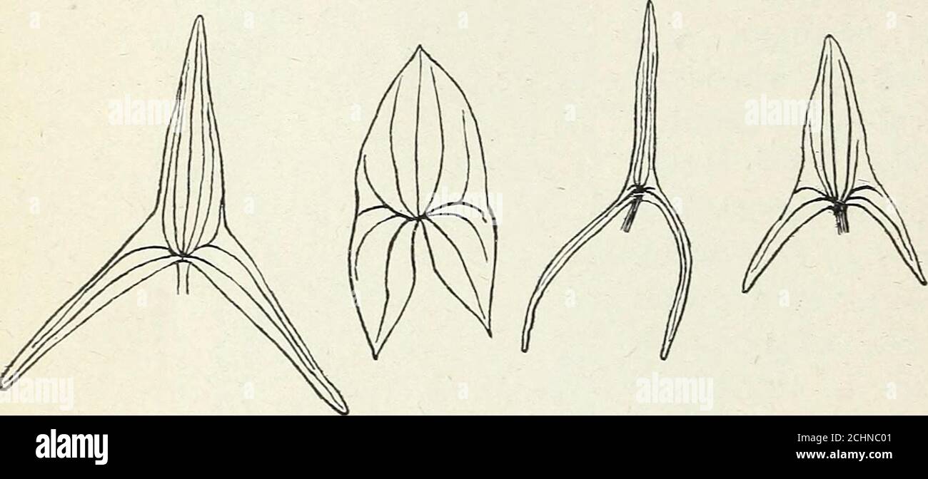 . Five important wild-duck foods . OF AGRICULTURE. divergence of the ...