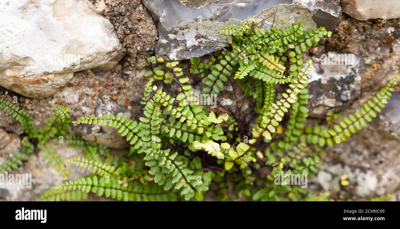 Wild Britain/ Heritage concept - wild ferns growing from wall ruins at ...