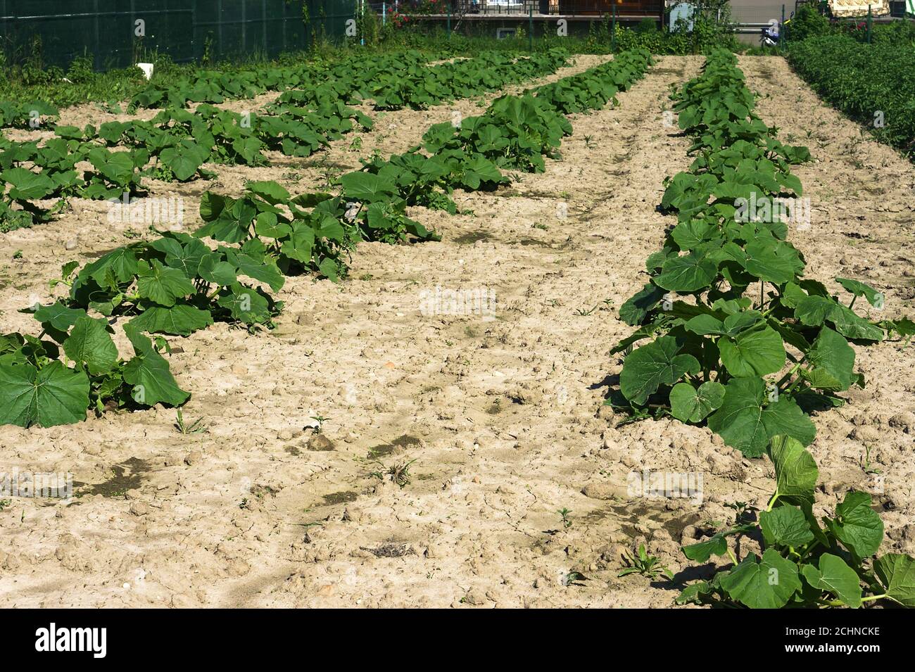 natural healthy food, field with potato plantings, field with rows of ...