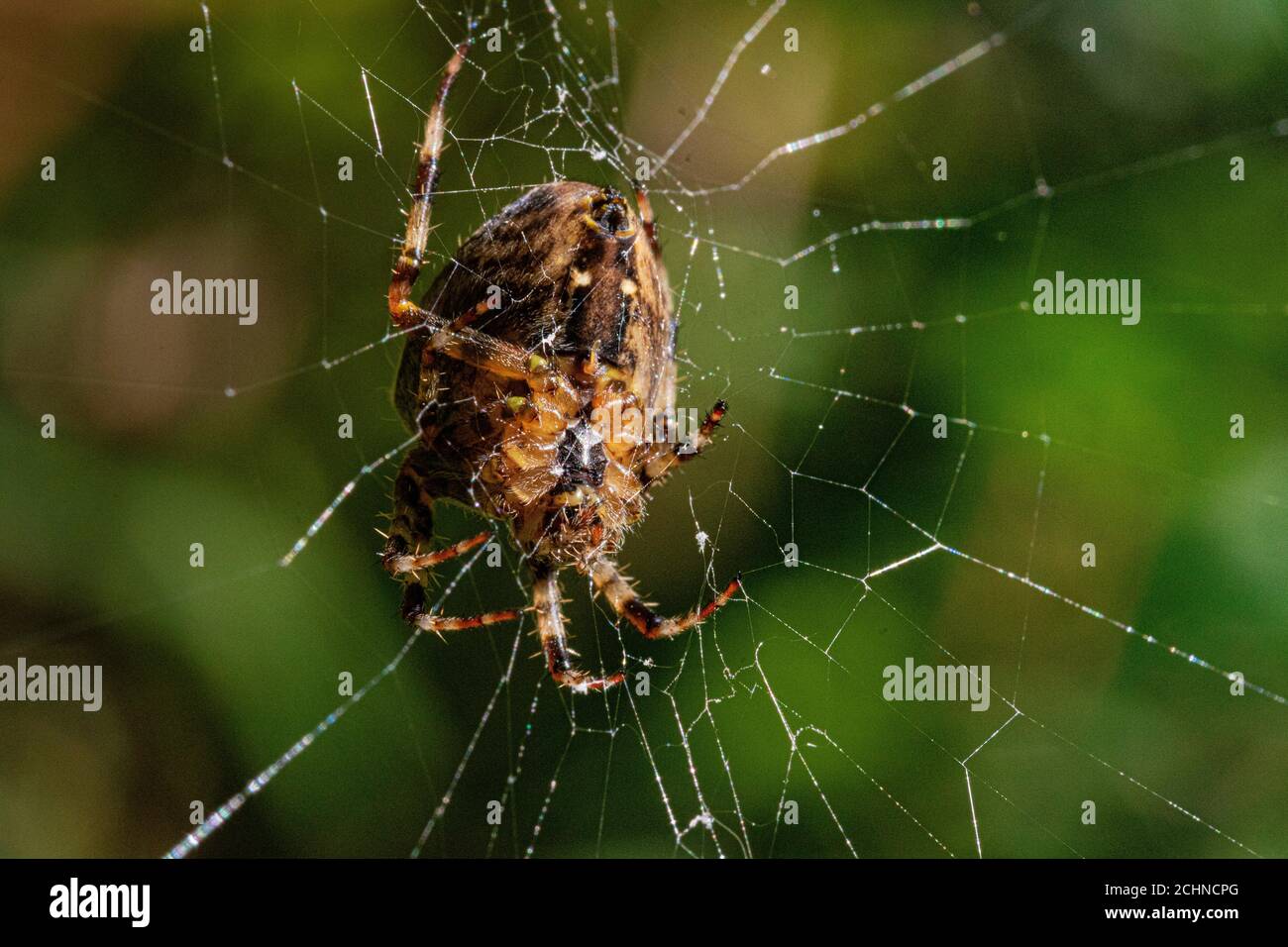 Food web chain hi-res stock photography and images - Alamy
