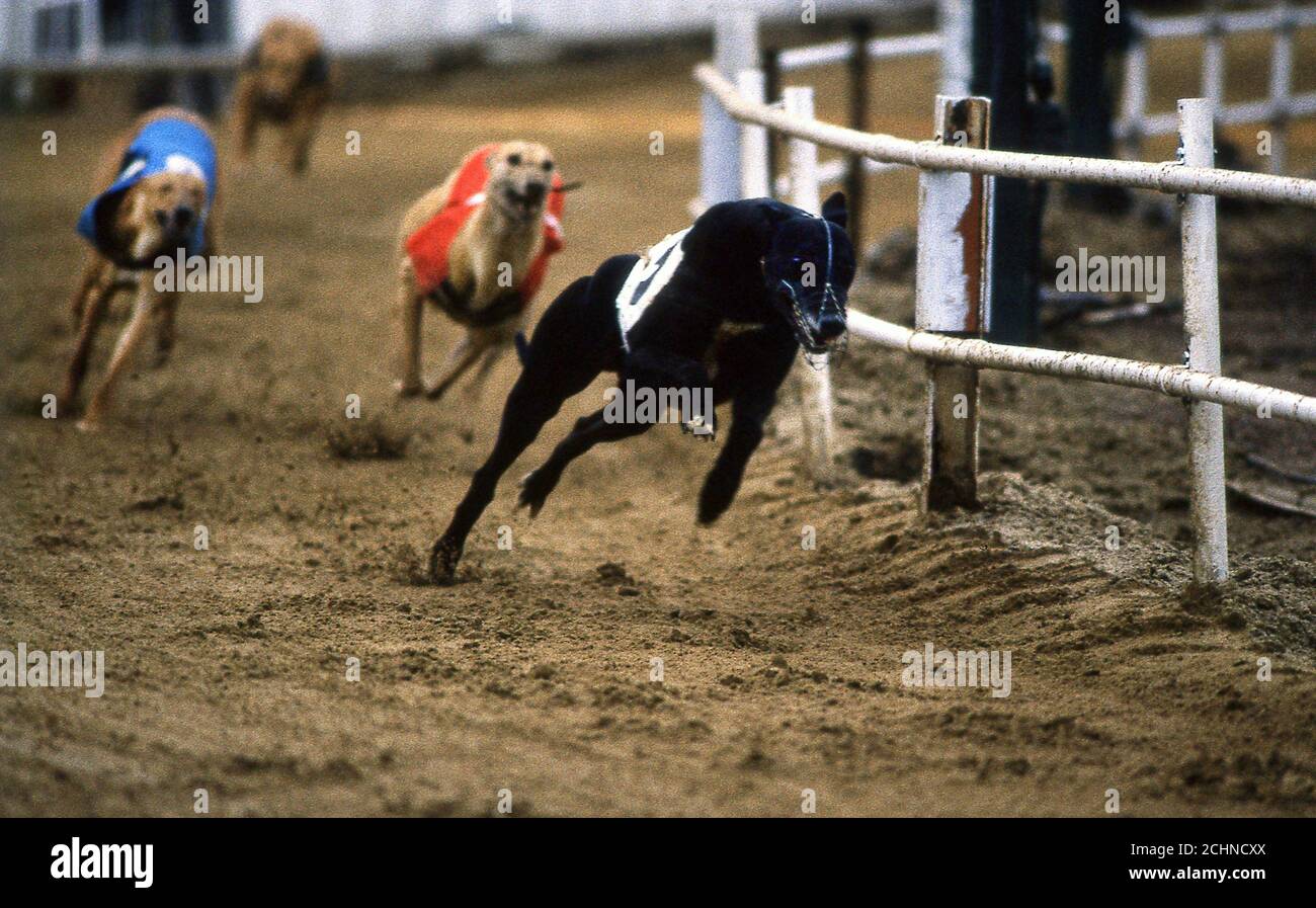 Hackney greyhound racing stadium hi-res stock photography and images ...