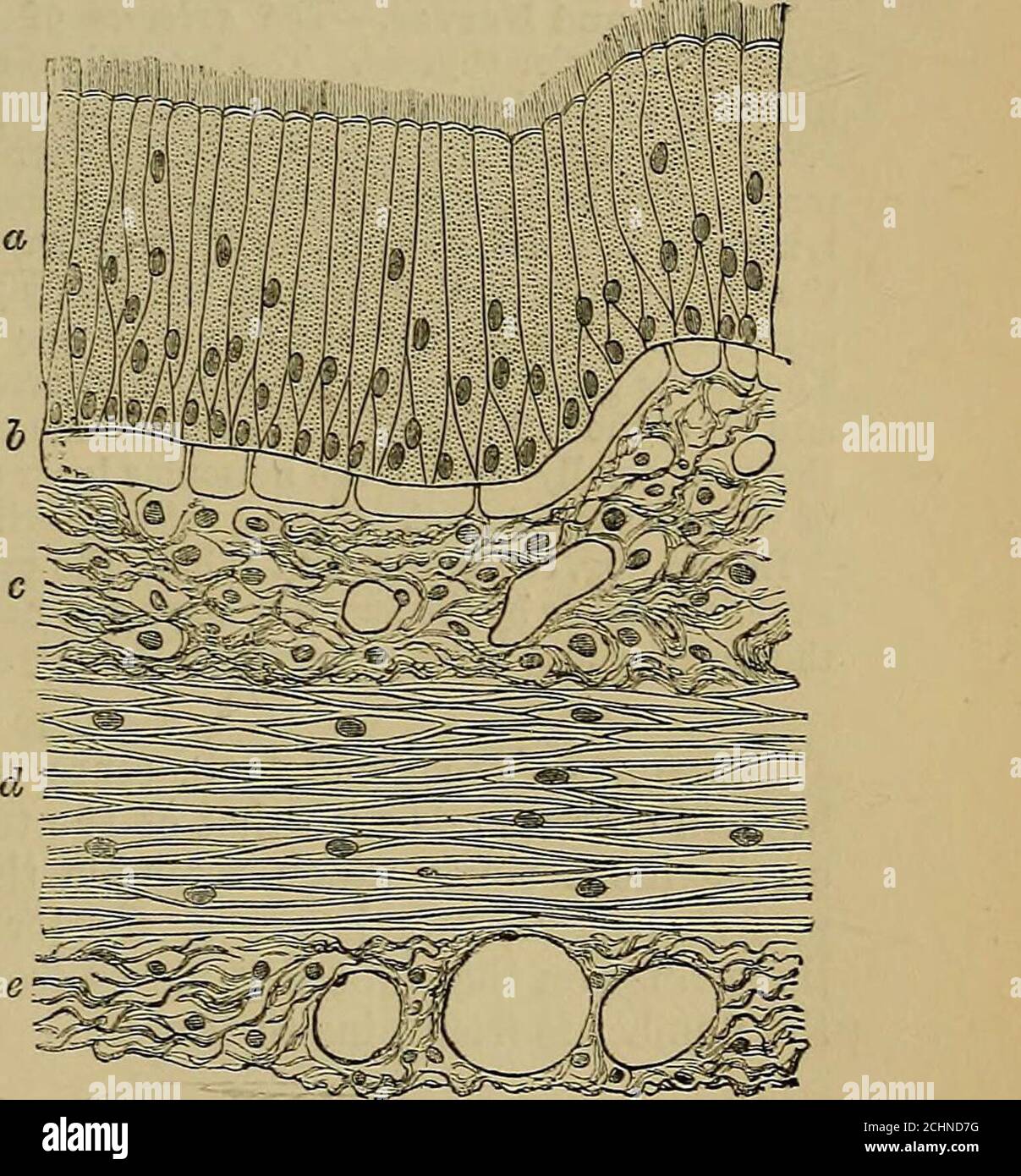 Trachea mucous membrane hi-res stock photography and images - Alamy