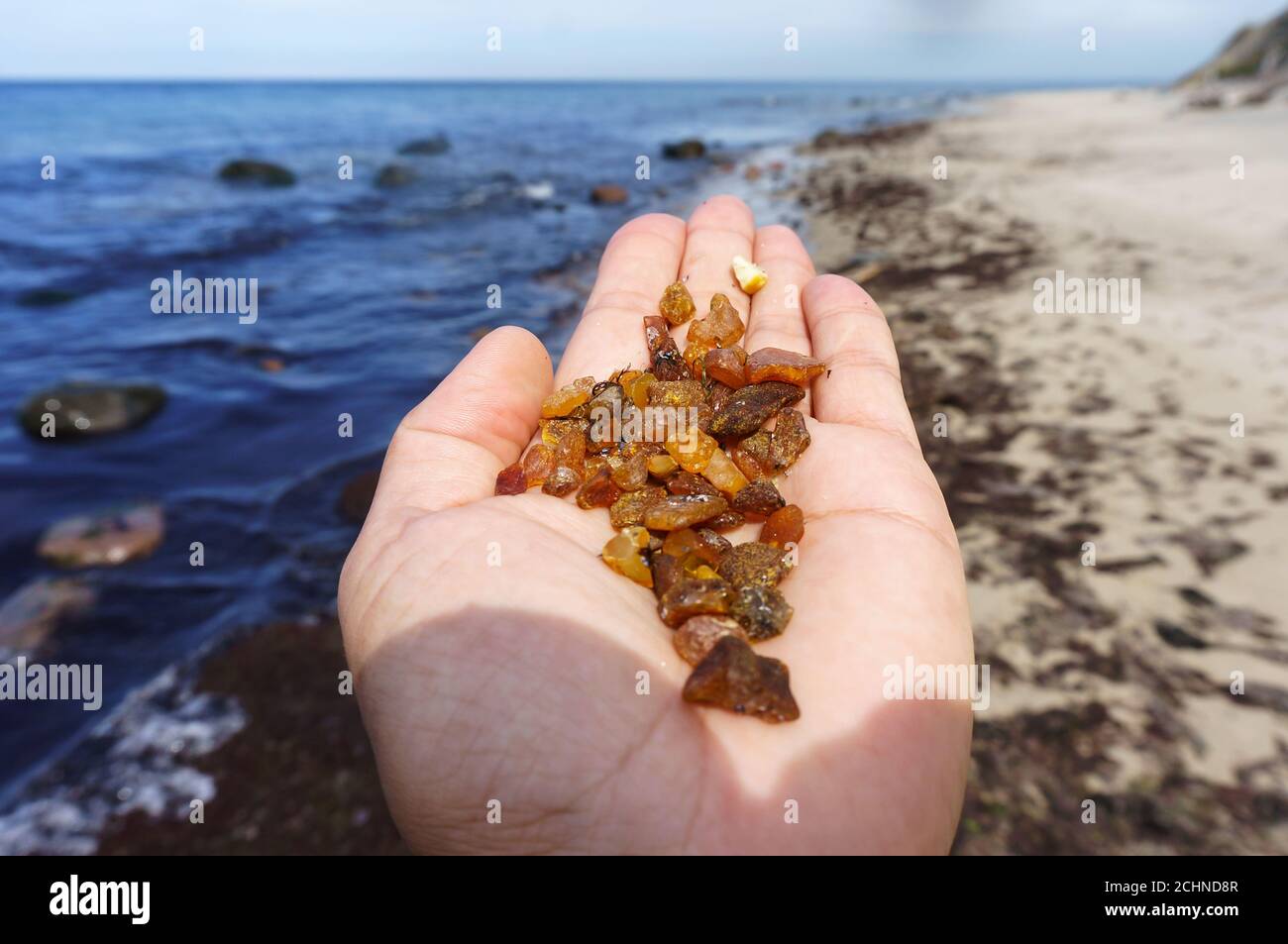 collect amber by the sea, raw amber in the palm of your hand Stock ...