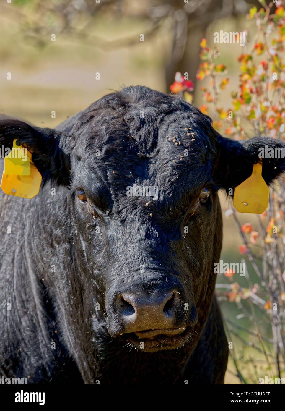 Angus Bull High Resolution Stock Photography and Images - Alamy