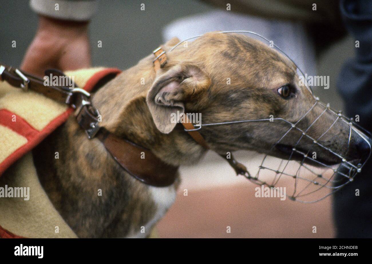 Hackney dog racing stadium hi-res stock photography and images - Alamy