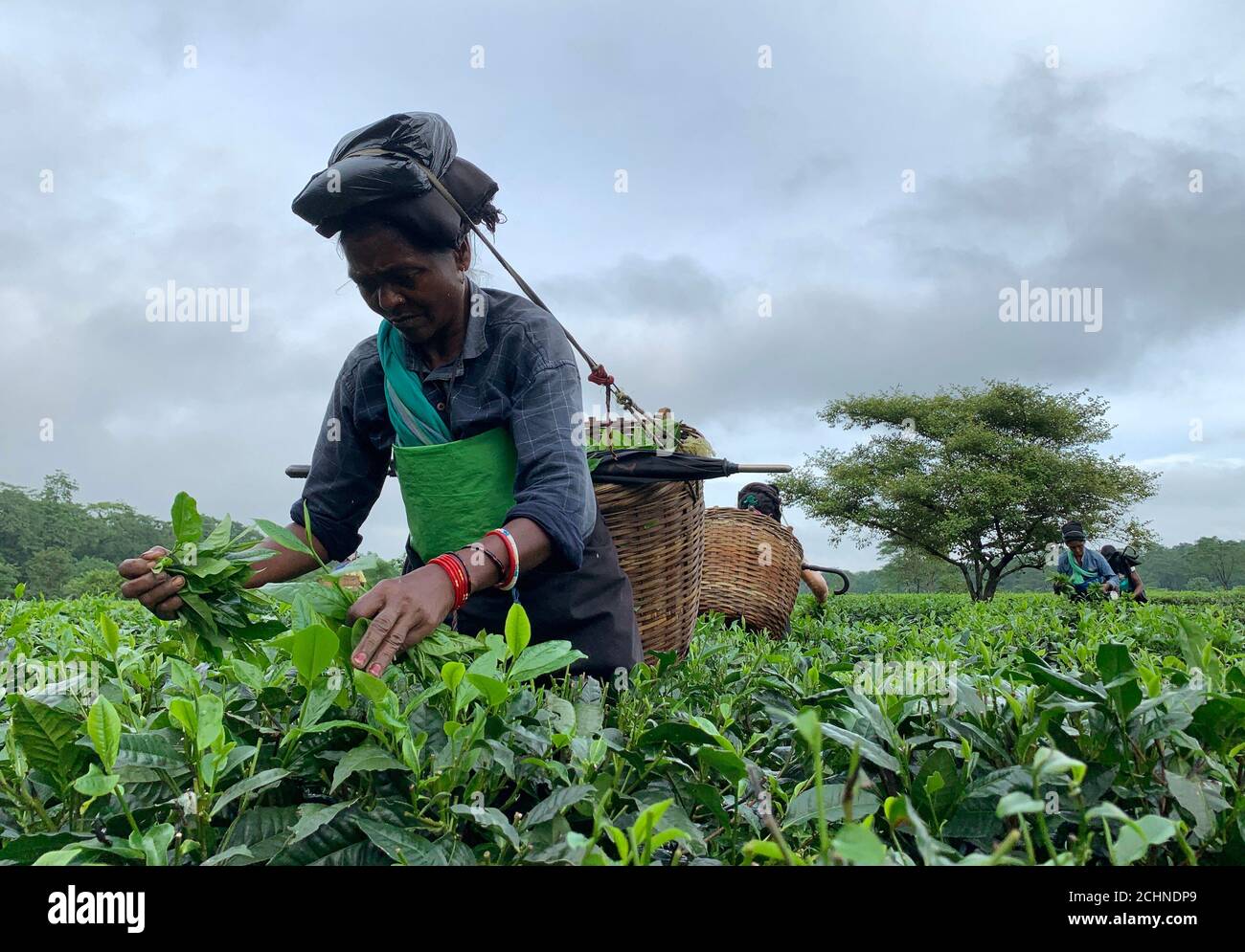 Baksa, Assam, India. 14th Sep, 2020. A woman worker plucking tea leafs ...