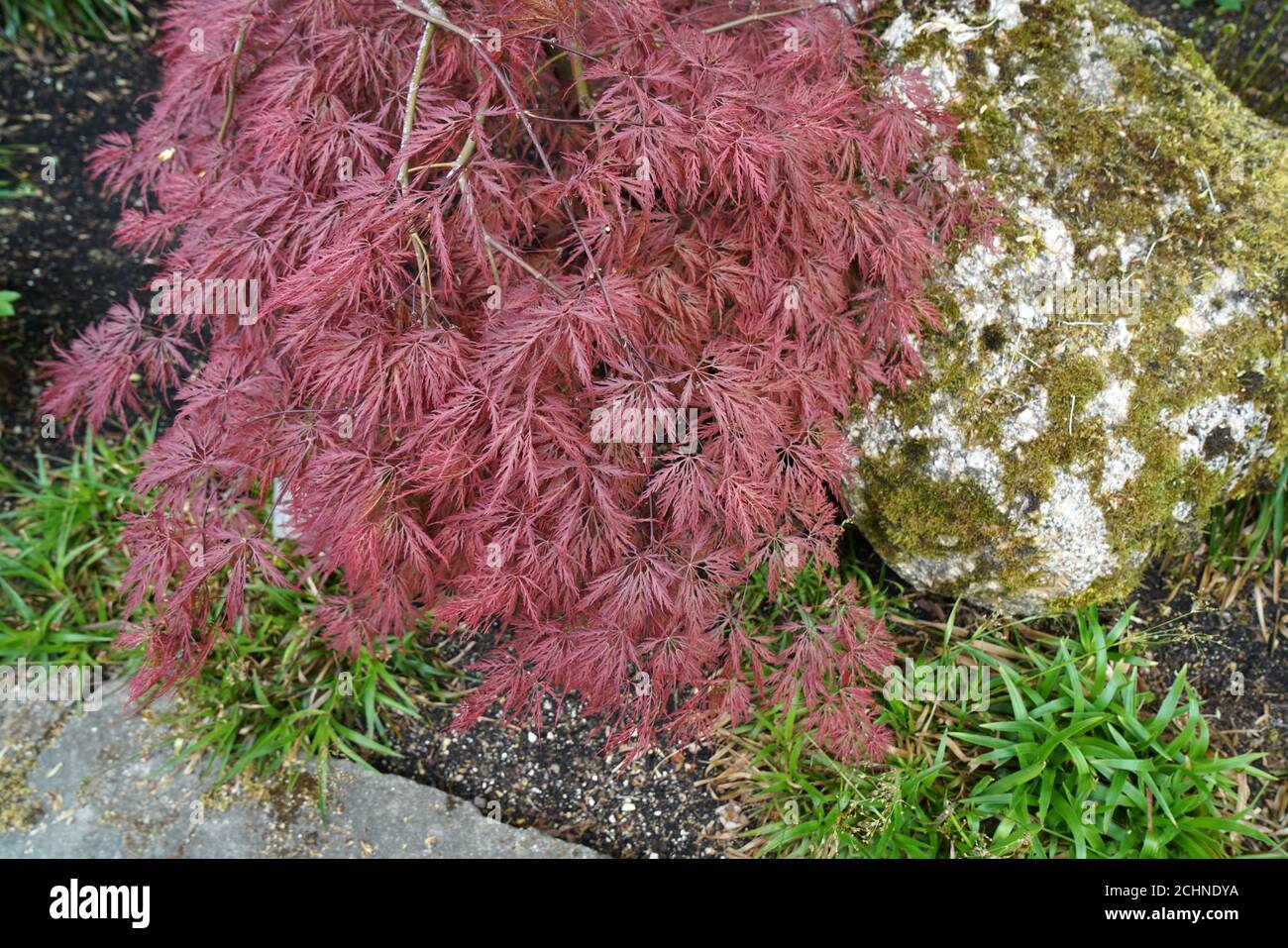 Pink japanese maple hi-res stock photography and images - Alamy