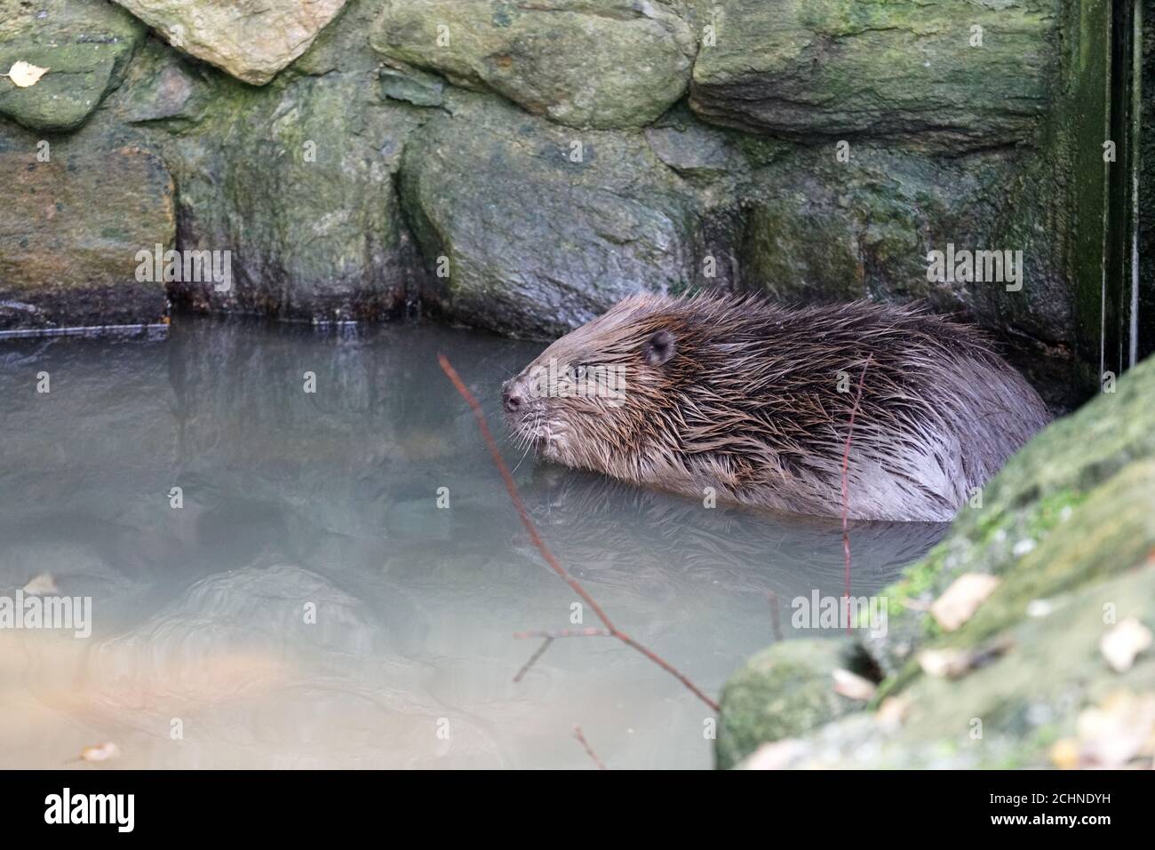 Closeup shot of a beaver in the water Stock Photo - Alamy