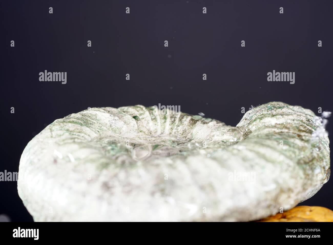 Ammonoid hi-res stock photography and images - Alamy