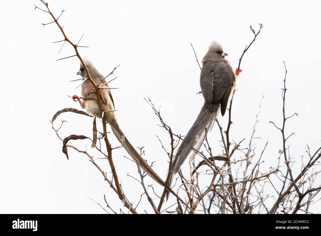 African mousebirds hi-res stock photography and images - Alamy