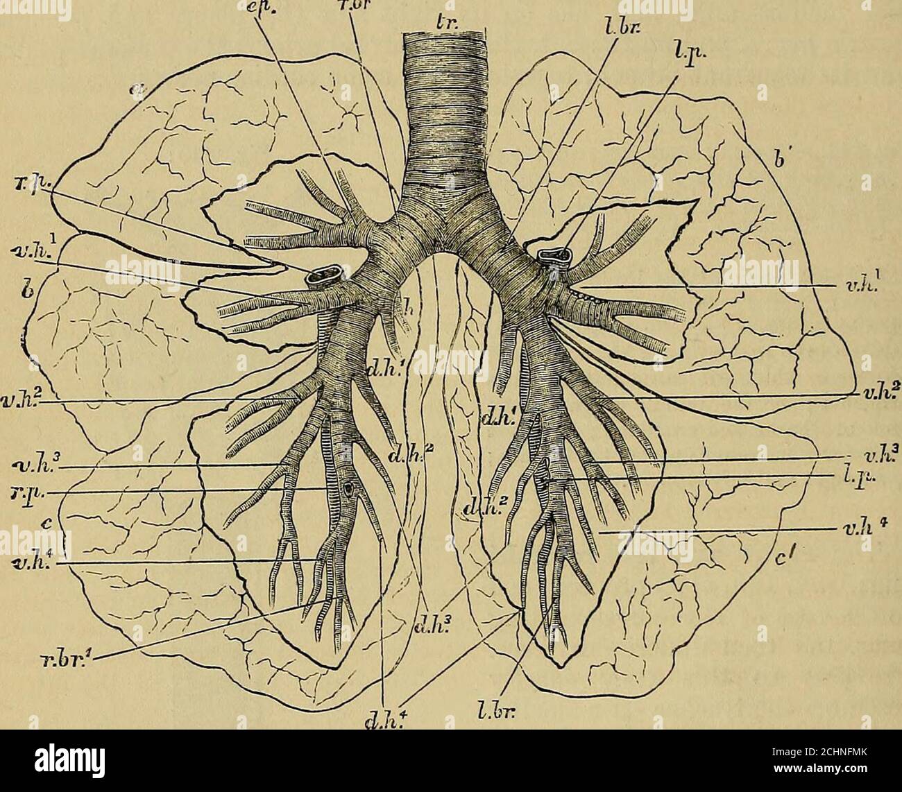 Pulmonary trunks hi-res stock photography and images - Alamy