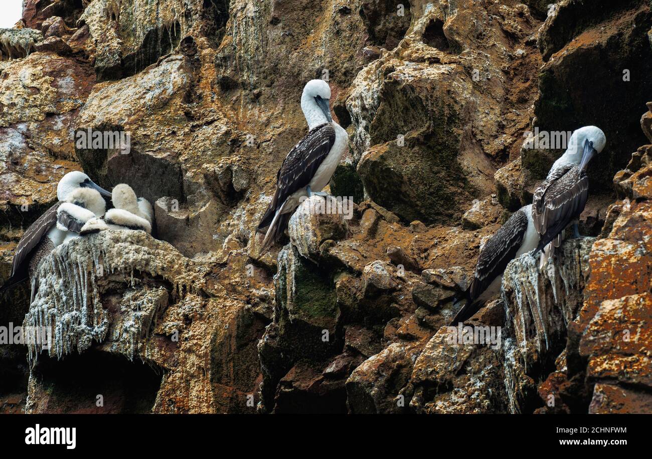 Aquatic Seabirds in Peruvian Galapagos, Paracas National Reserve ...