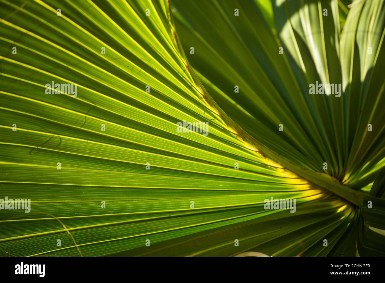 Sabal Palm tree costapalmate leaflet closeup in a Florida woods scene ...