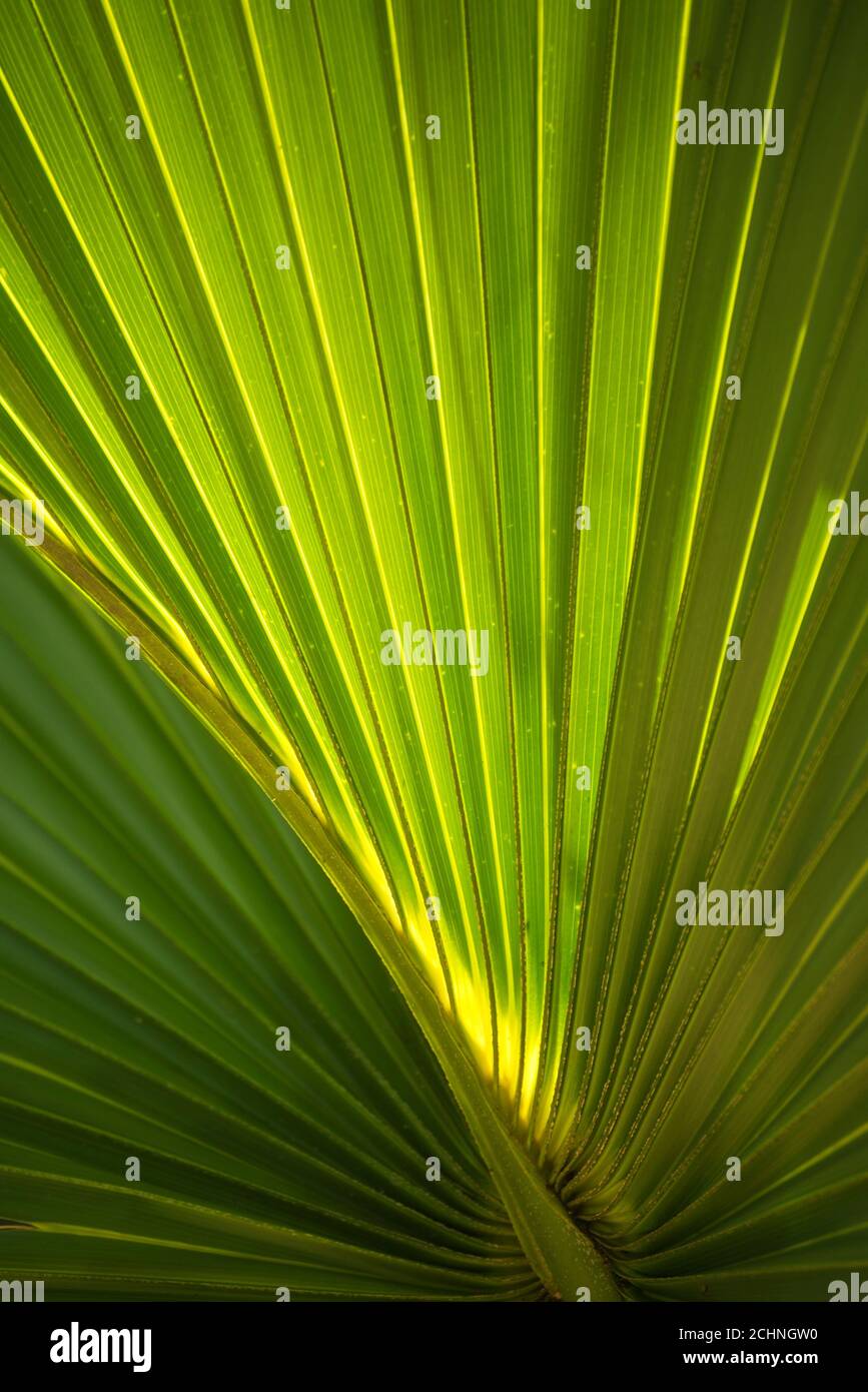 Florida leaflet hi-res stock photography and images - Alamy