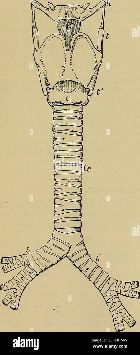 . Quain's elements of anatomy . and fig. 441). fibres, and is very ...