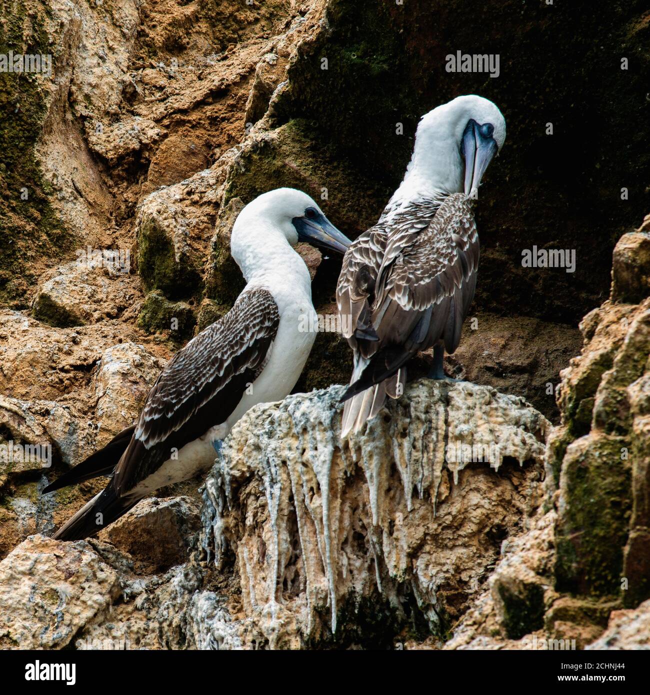 Aquatic Seabirds in Peruvian Galapagos, Paracas National Reserve ...