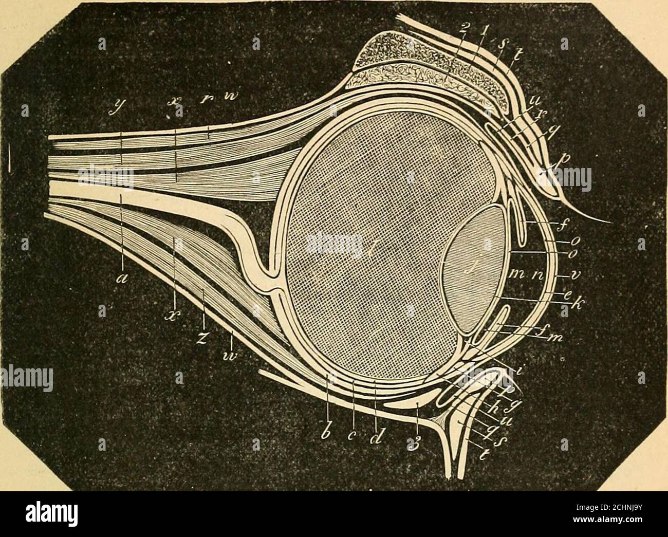 . A text-book of comparative physiology for students and practitioners ...