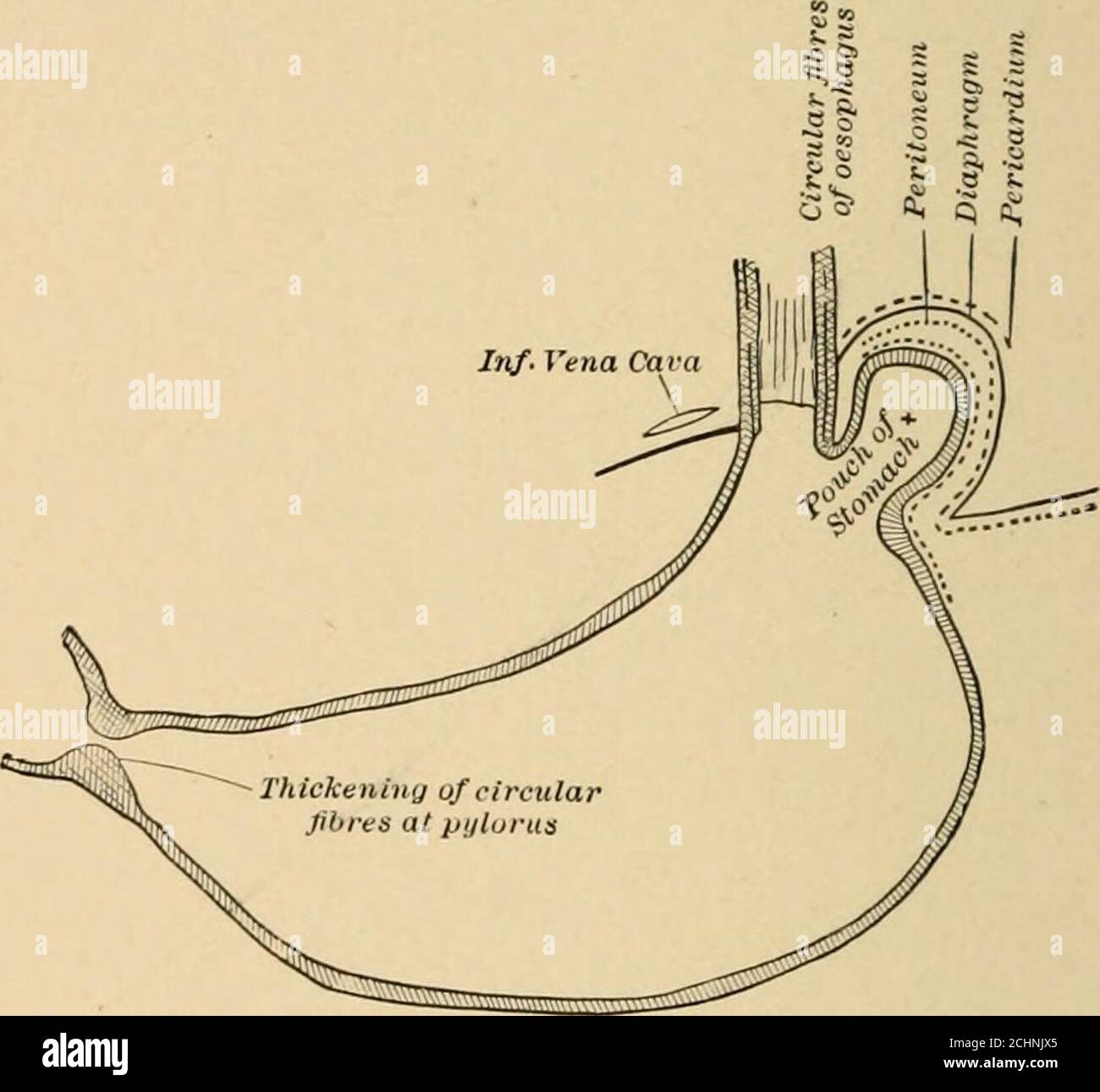 . Diseases of the stomach : including dietetic and medicinal treatment ...