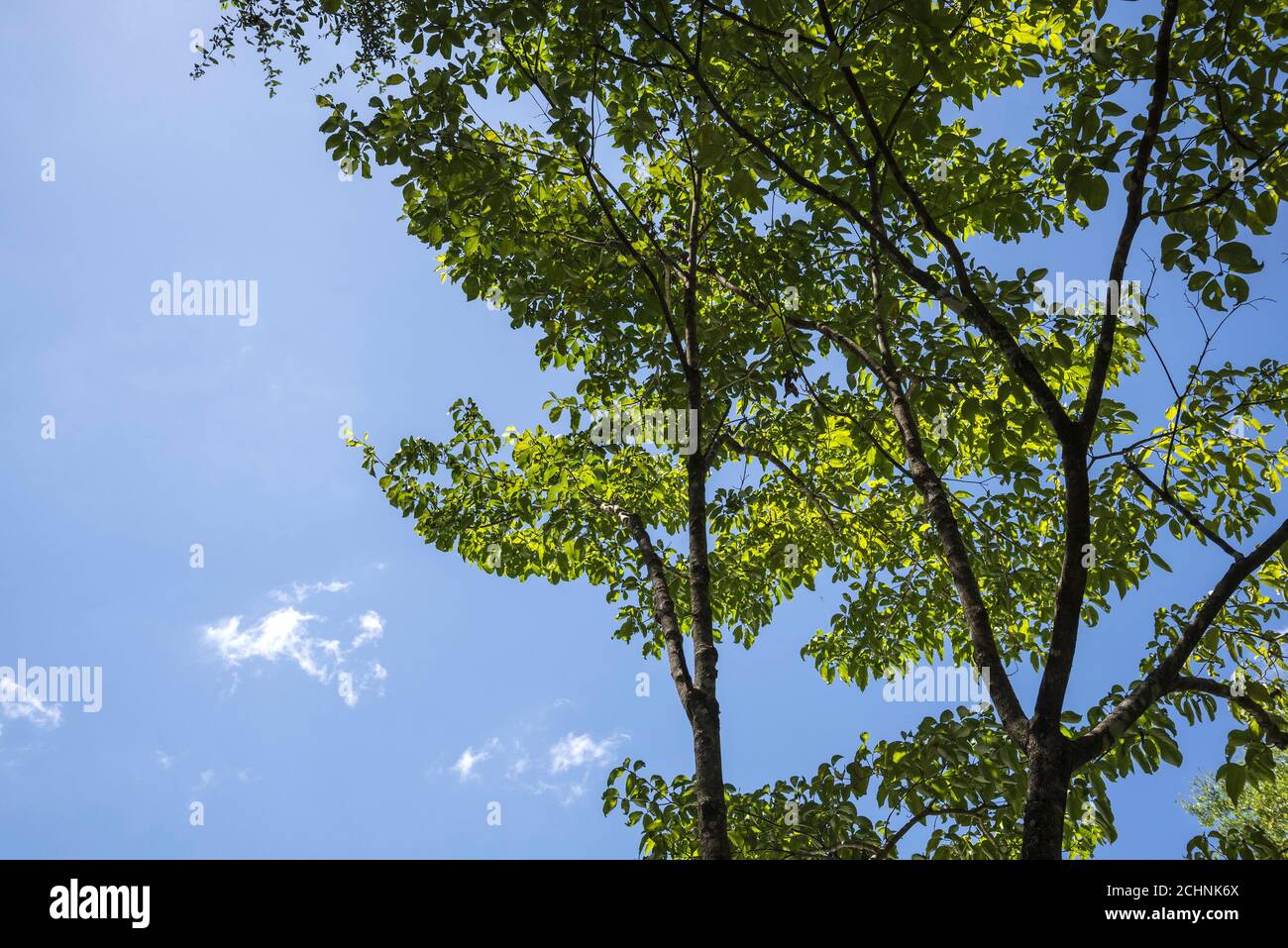 Canopy of the tree hi-res stock photography and images - Alamy