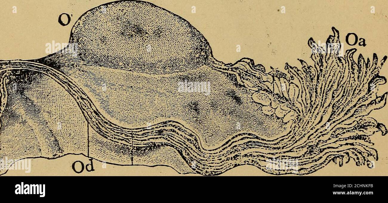 Manhood End High Resolution Stock Photography and Images - Alamy