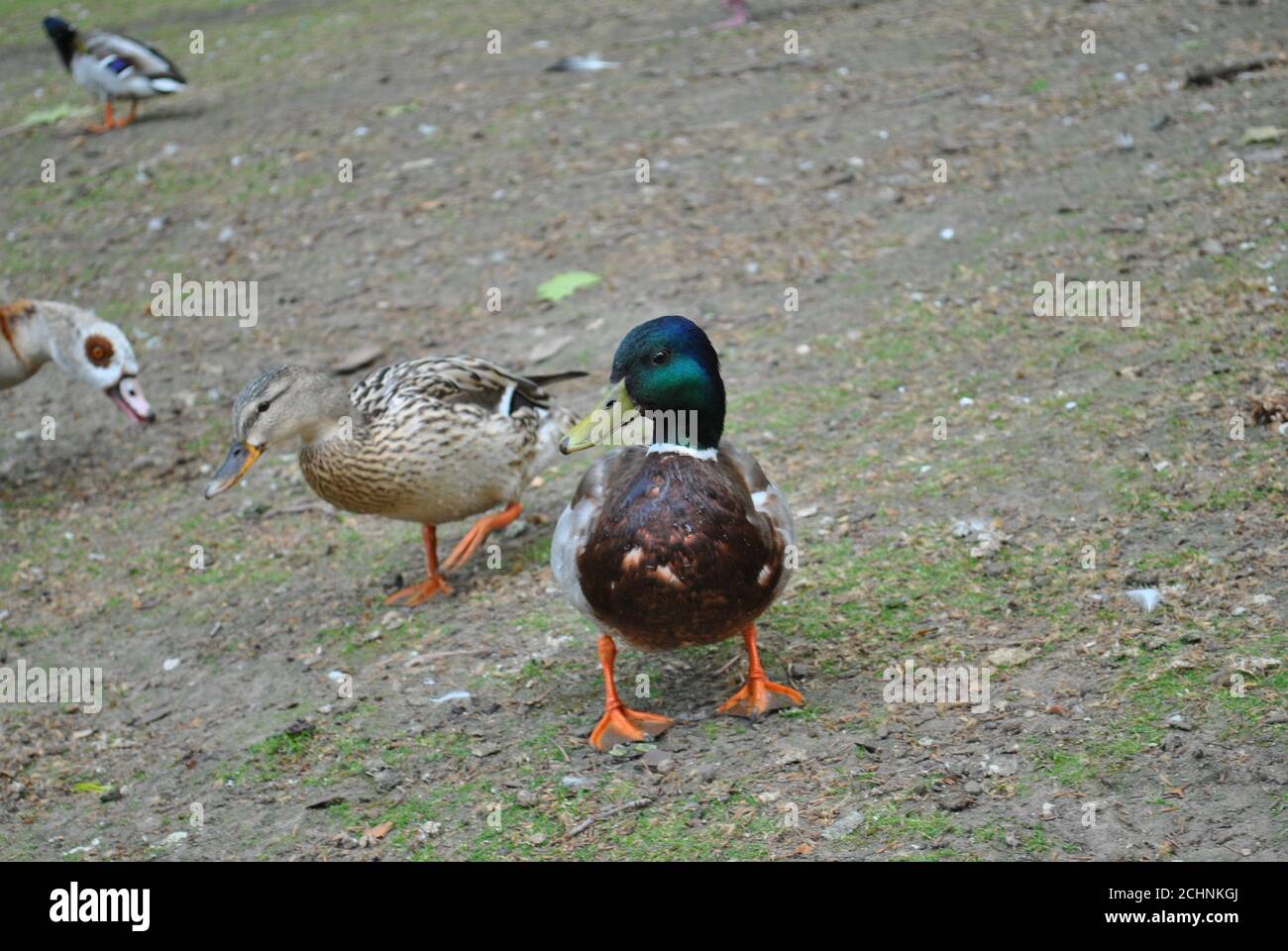 Closeup shot marsh ducks hi-res stock photography and images - Alamy