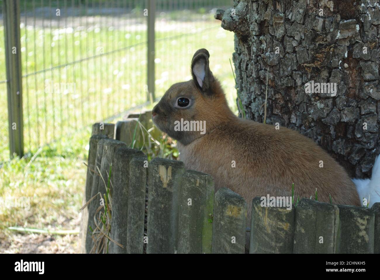 Thuringer rabbit hi-res stock photography and images - Alamy