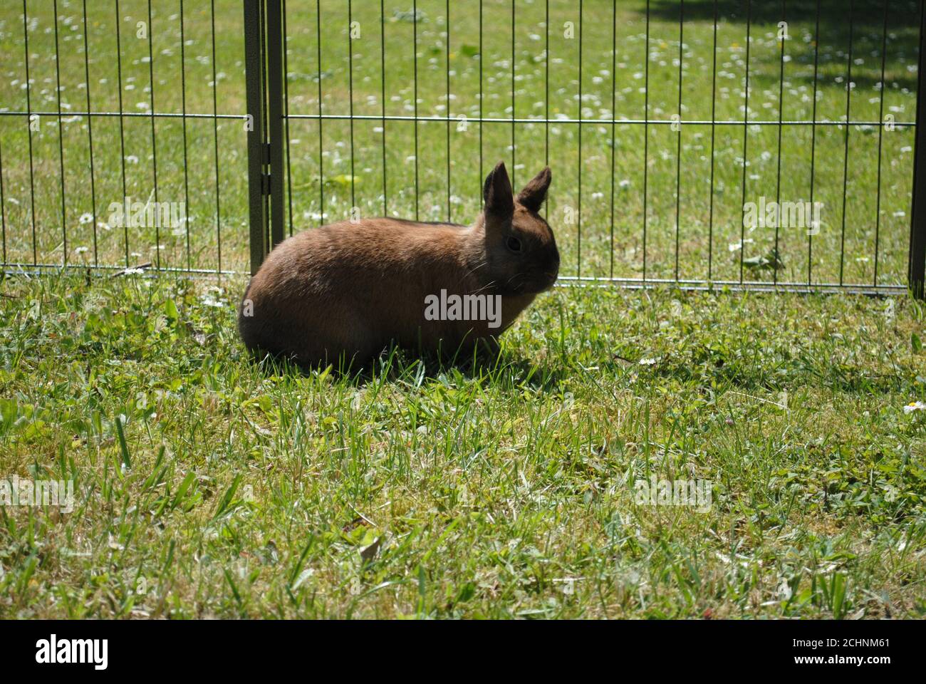 Thuringer rabbit hi-res stock photography and images - Alamy