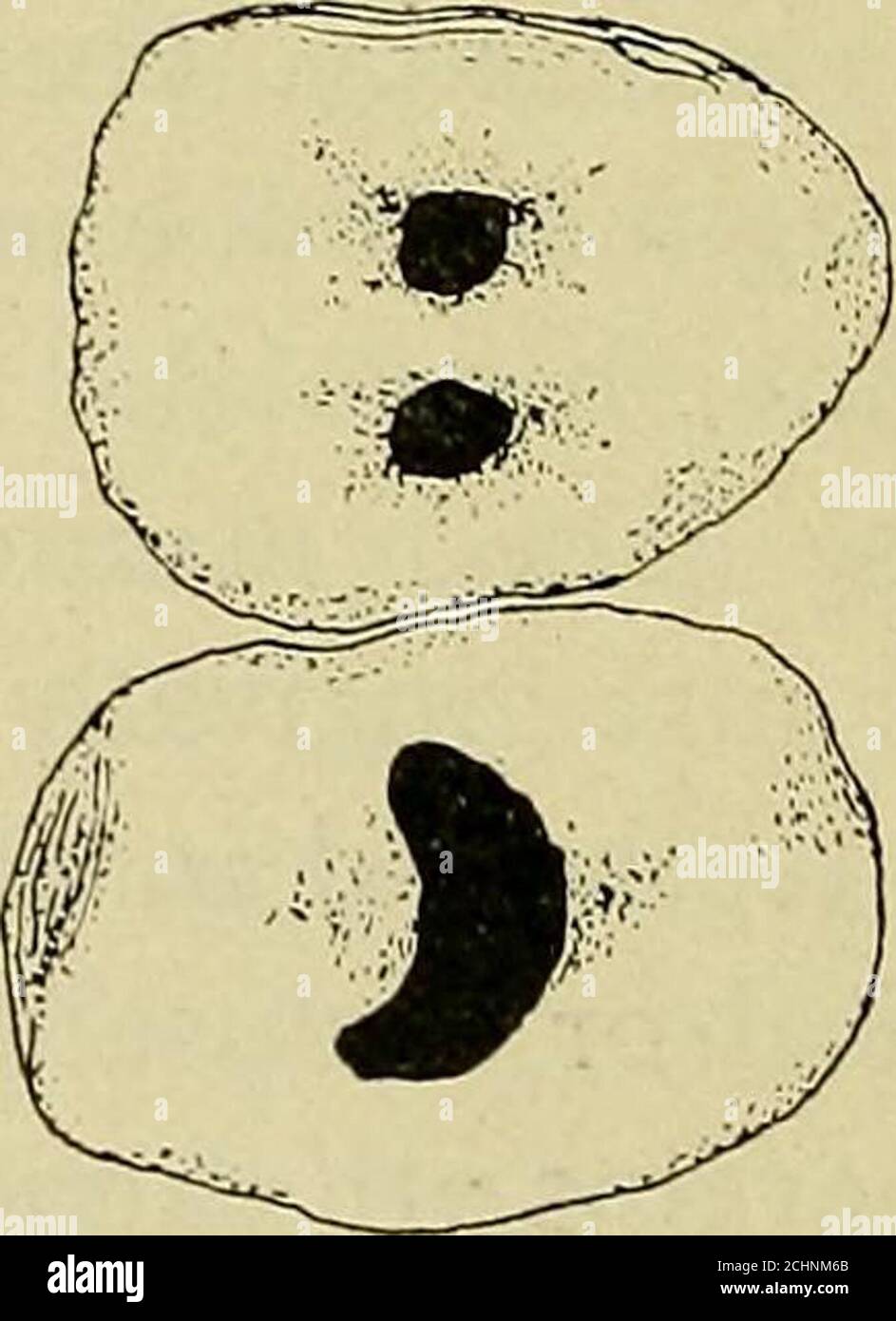 . Operative and dental anatomy technics; a class-room and laboratory ...