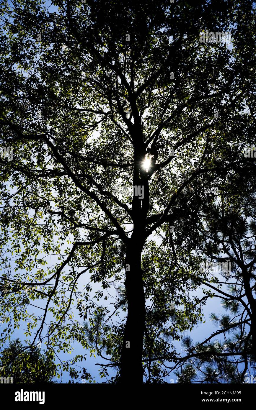 Tree large canopy hi-res stock photography and images - Alamy