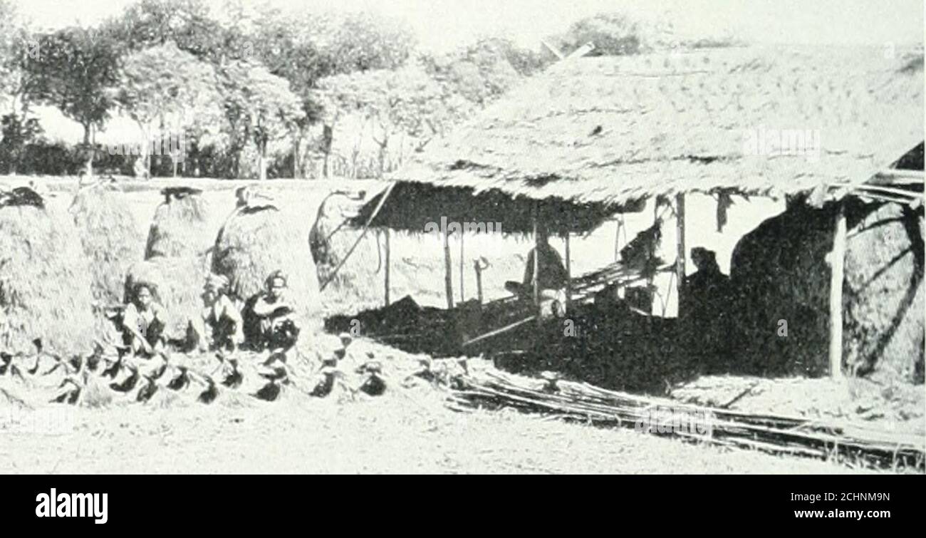 . The great cultures of the isle of Java. 30 photos Stock Photo - Alamy