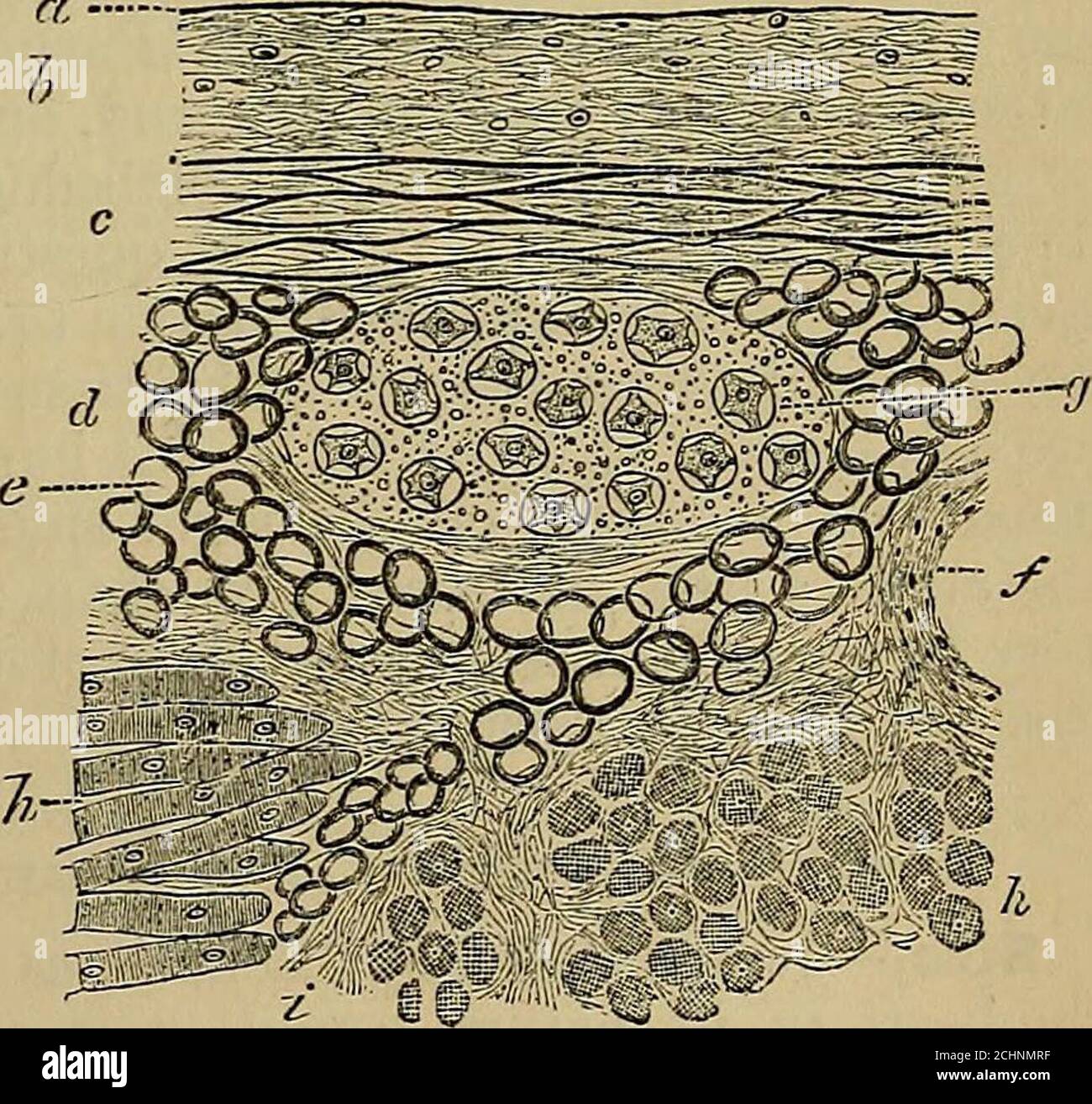 Areolar connective tissue hi-res stock photography and images - Alamy