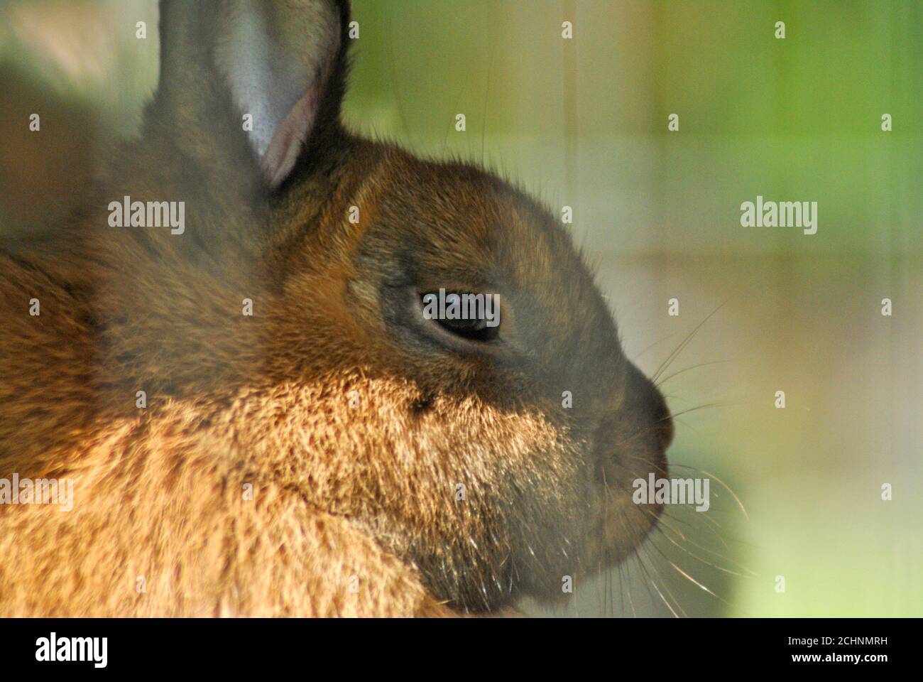 Thuringer rabbit hi-res stock photography and images - Alamy