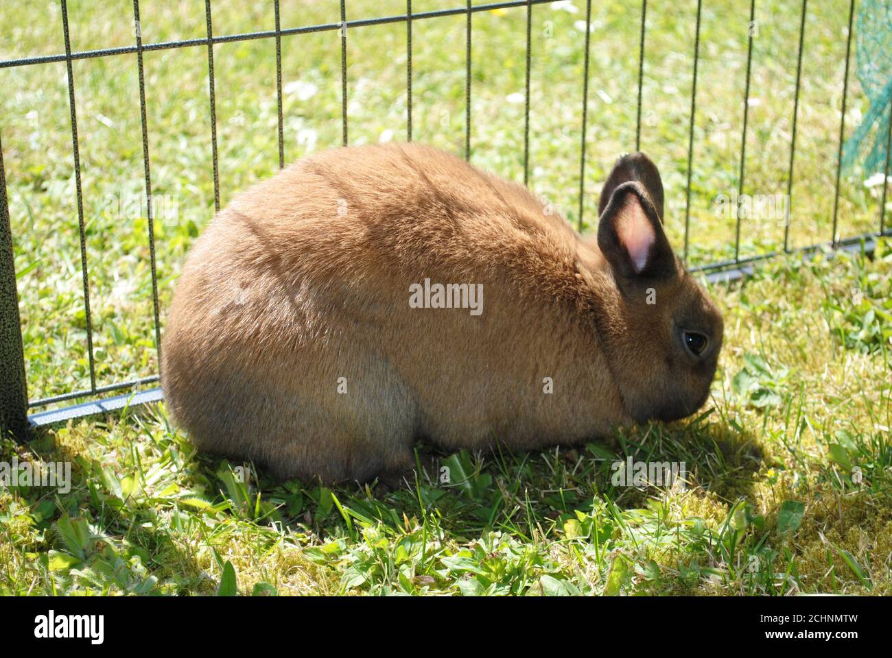 Thuringer rabbit hi-res stock photography and images - Alamy