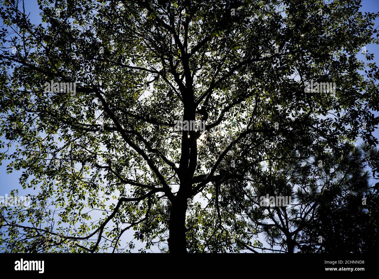 Tree backlit against blue hi-res stock photography and images - Alamy