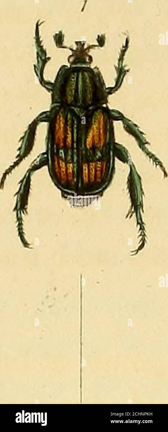 . Illustrations of British entomology; or, A synopsis of indigenous ...