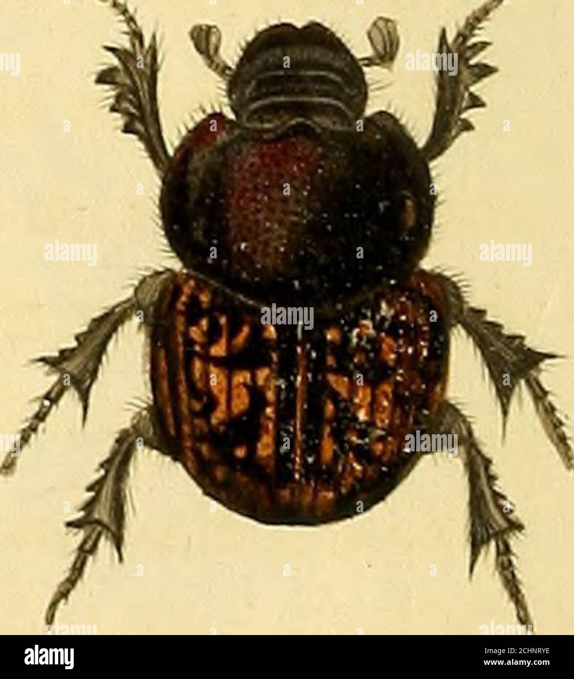 . Illustrations of British entomology; or, A synopsis of indigenous ...