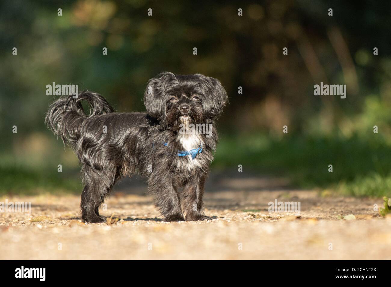 Russian bolonka zwetna hi-res stock photography and images - Alamy