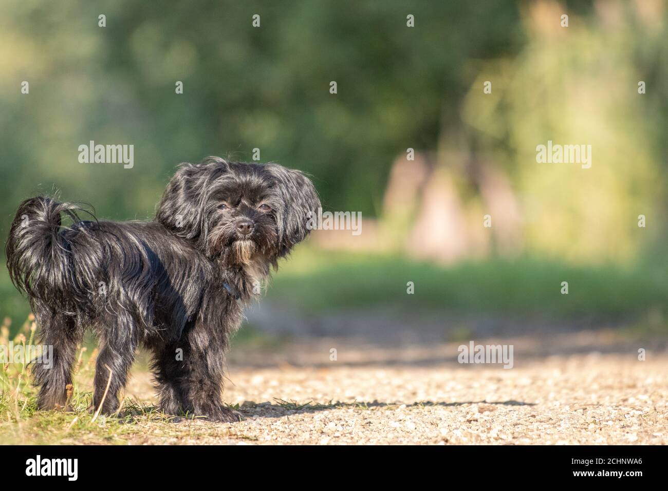 Bolonka zwetna havanese hi-res stock photography and images - Alamy