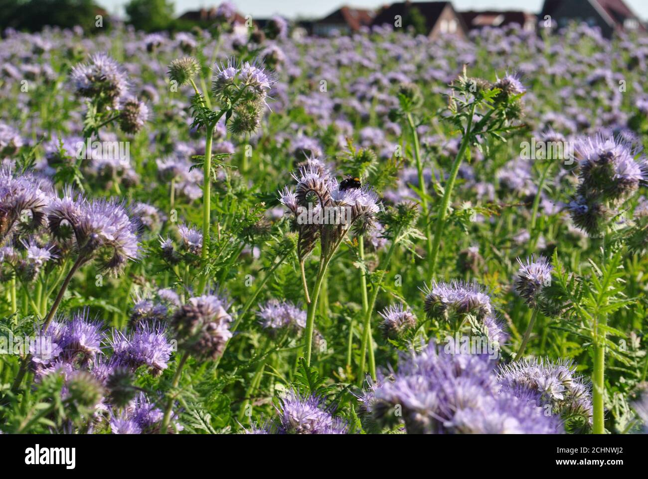 Field of lacy phacelia flowers Stock Photo - Alamy