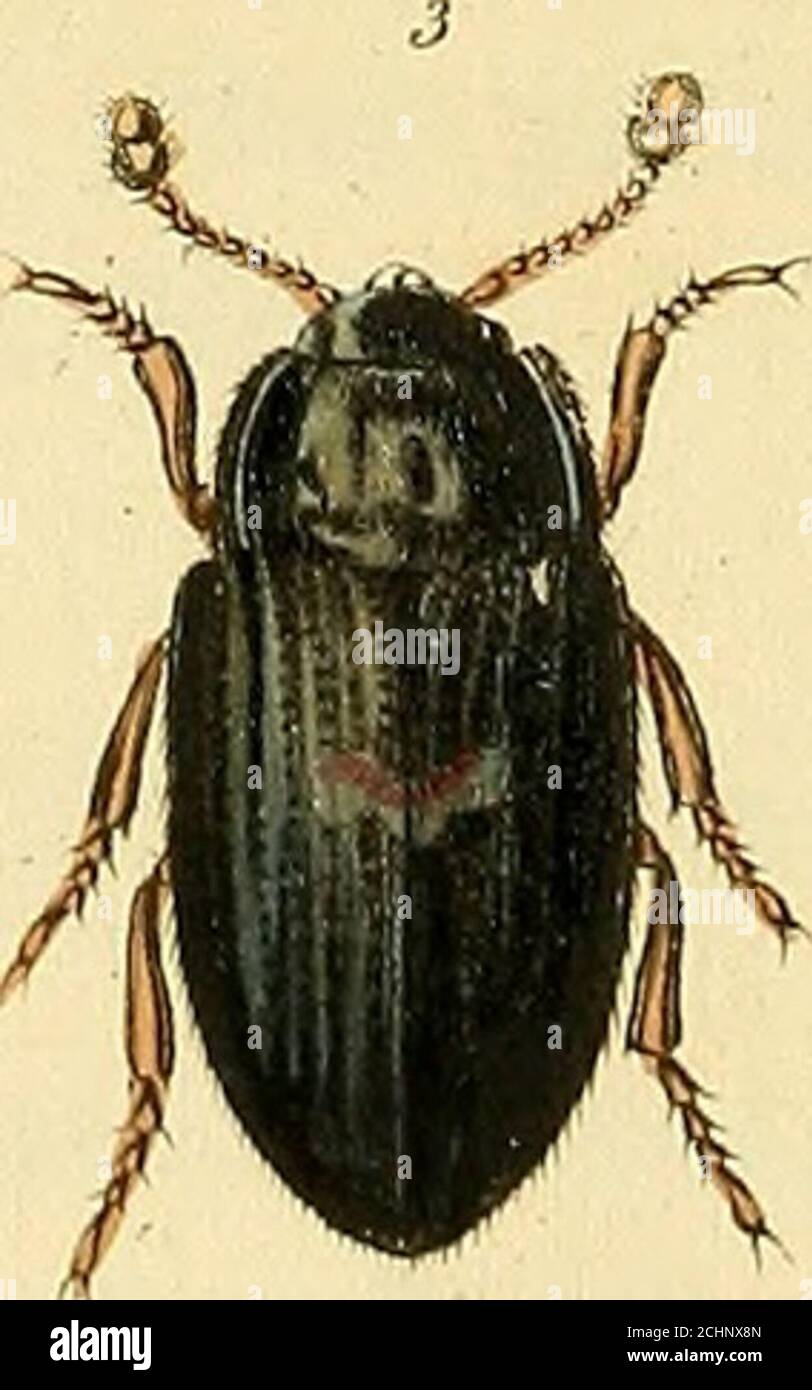 . Illustrations of British entomology; or, A synopsis of indigenous ...