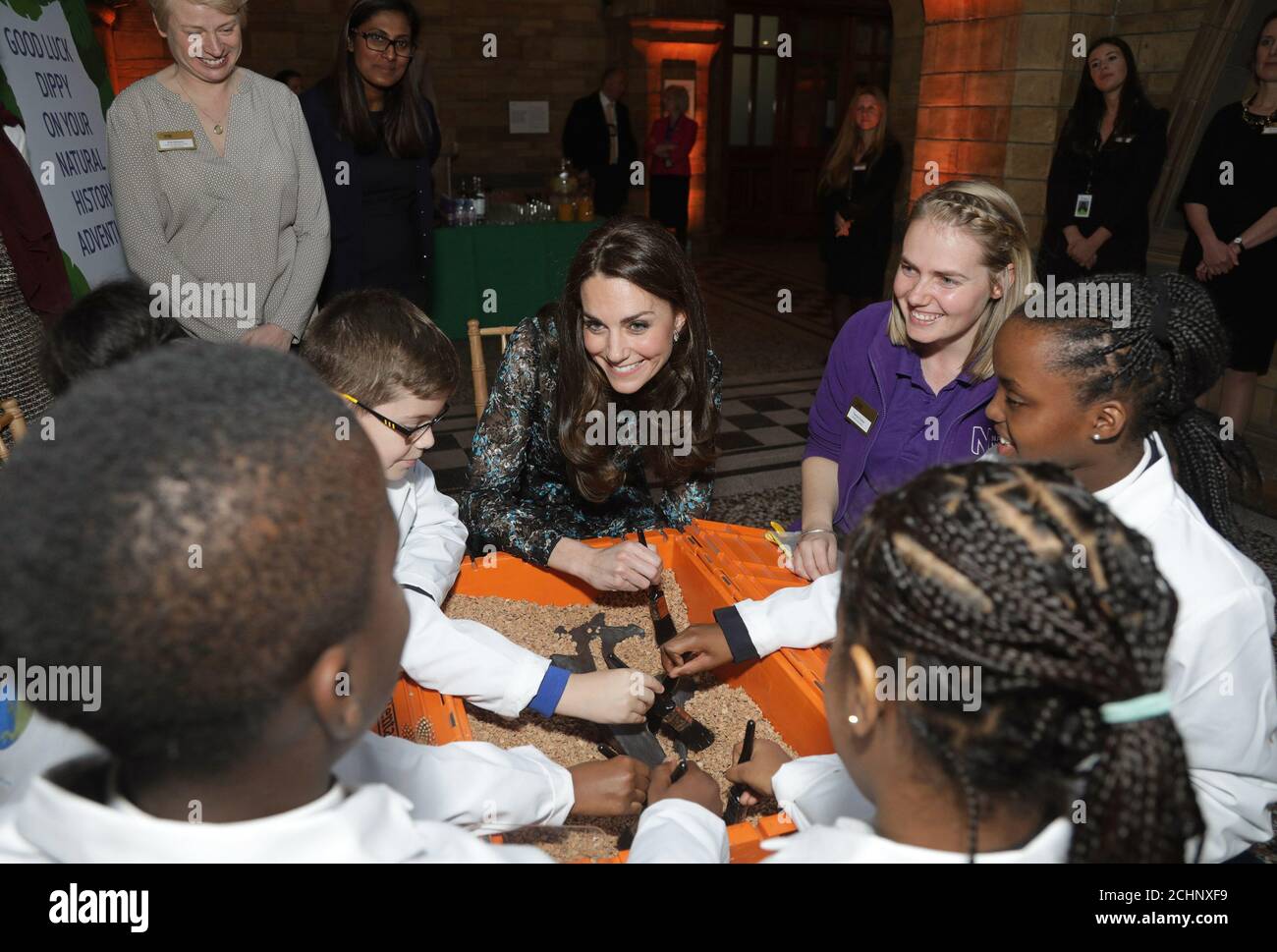 Diplodocus Fossil High Resolution Stock Photography and Images - Alamy