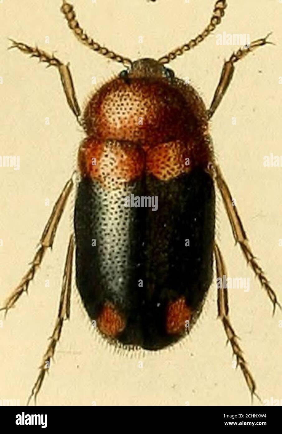 . Illustrations of British entomology; or, A synopsis of indigenous ...