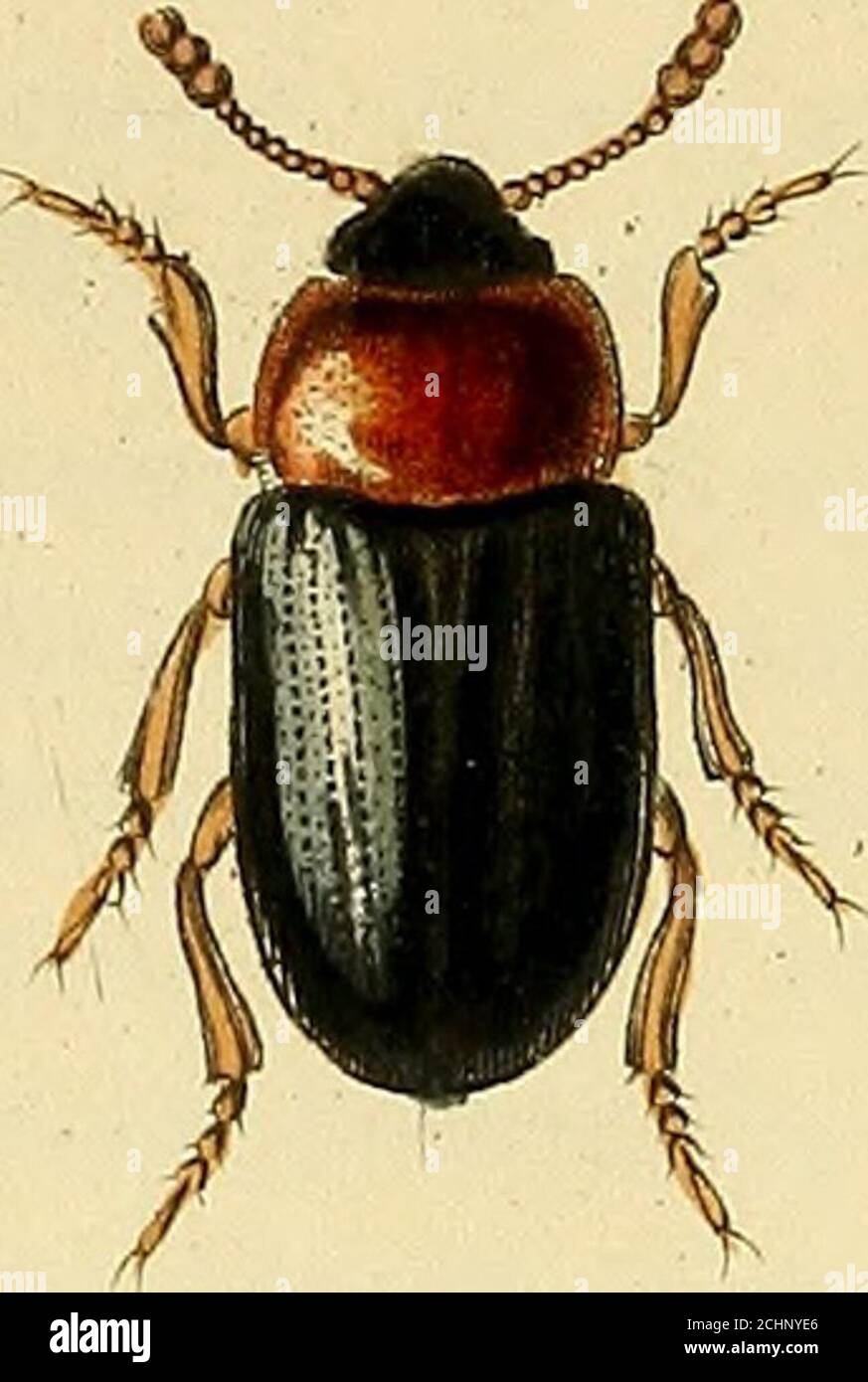 . Illustrations of British entomology; or, A synopsis of indigenous ...