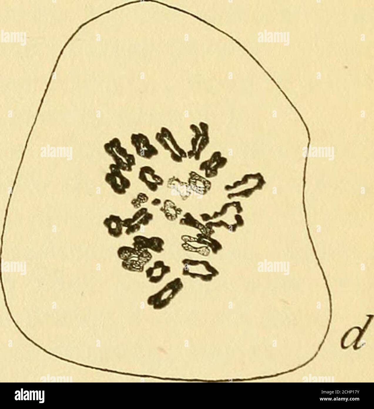 Yatsu hi-res stock photography and images - Alamy