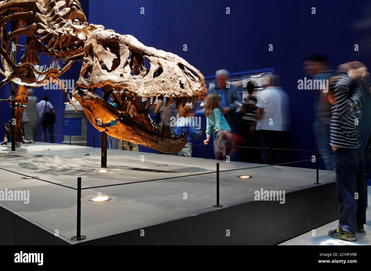 Trix the t rex hi-res stock photography and images - Alamy