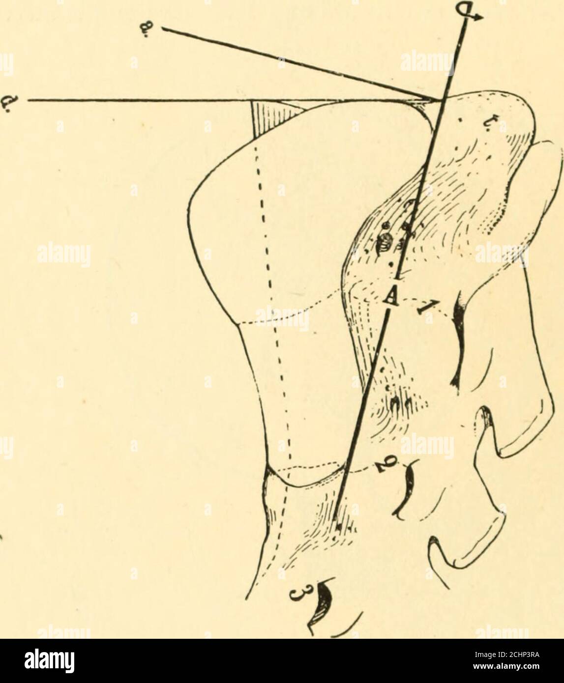 . The science and art of midwifery . ofthe last lumbar vertebra to ...