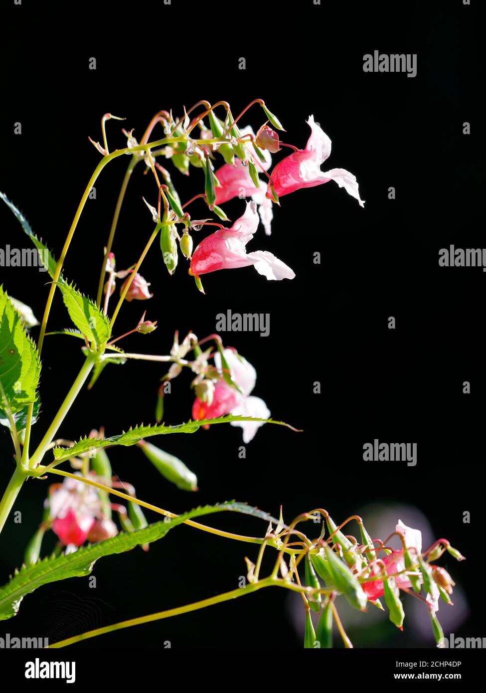 Indian balsam hi-res stock photography and images - Alamy