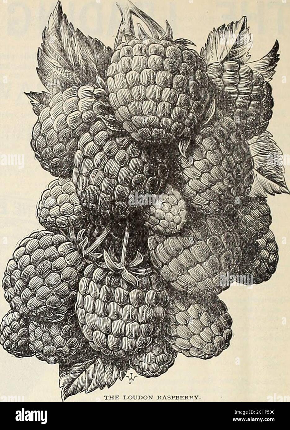 Hardier varieties hi-res stock photography and images - Alamy